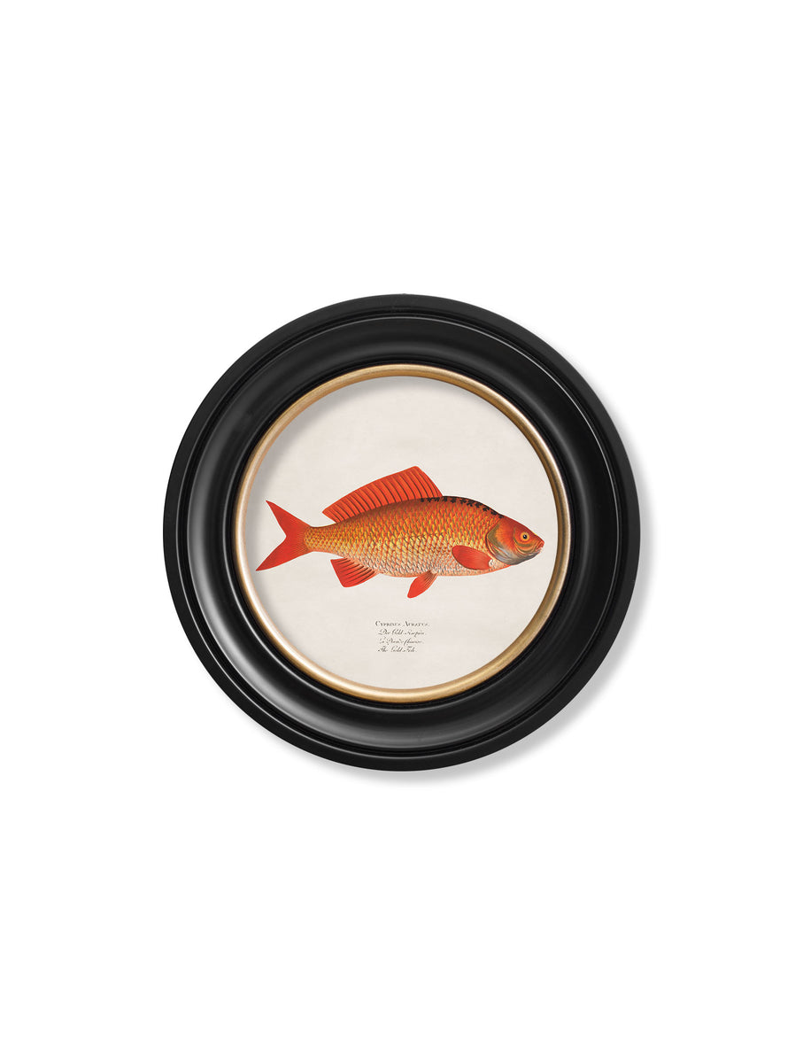 c.1785 Goldfish and Golden Orfe - Round Frame – T A Interiors