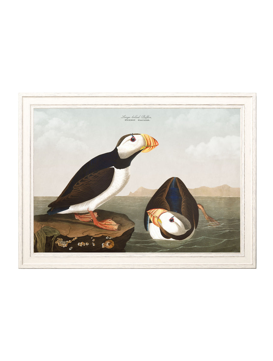 c.1838 Audubon's Puffins – T A Interiors
