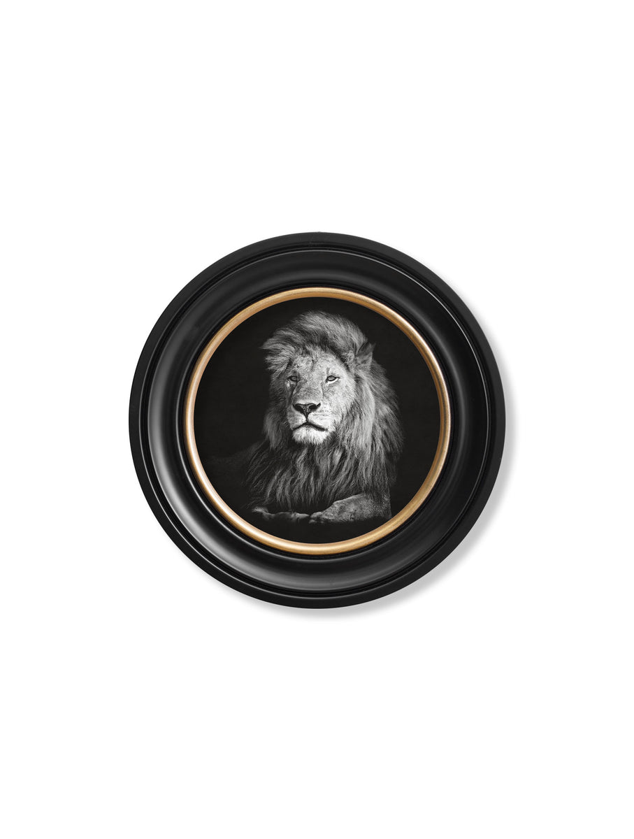 Wildlife Photography - Lion - Round Frame – T A Interiors