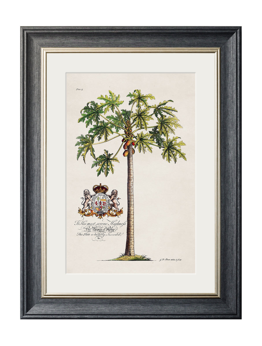 Studies of Palms – T A Interiors