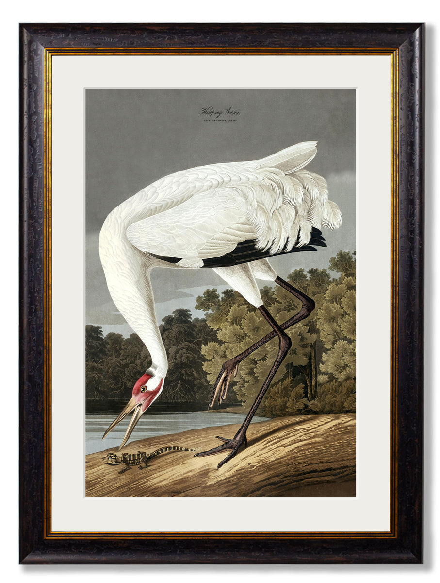 c.1838 Audubon's Hooping Crane – T A Interiors