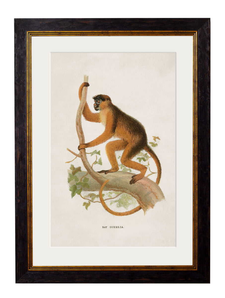 c.1910 Collection of Primates – T A Interiors