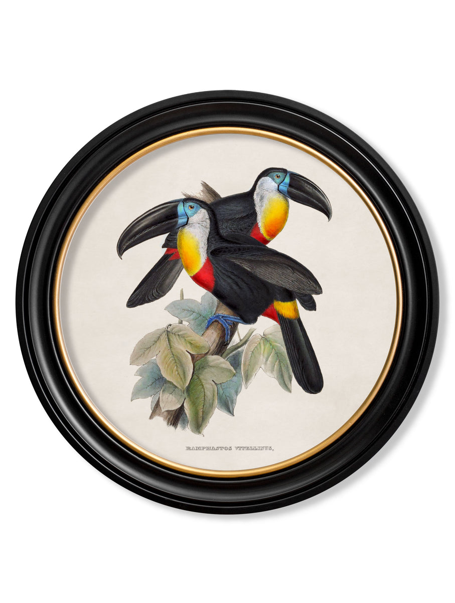 c.1848 Toucans - Round Frames – T A Interiors