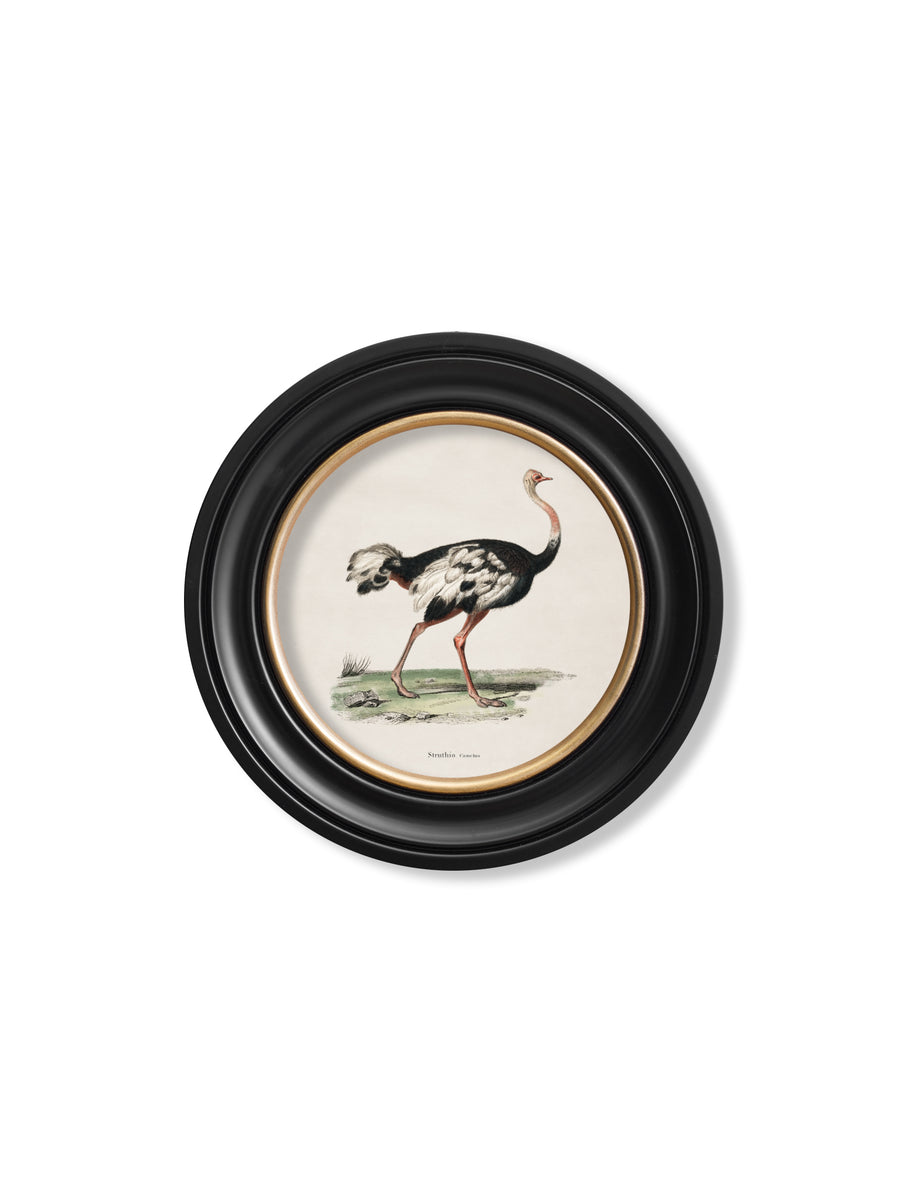 c.1846 Ostrich - Round Frame – T A Interiors